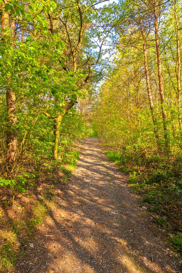 Countryside Lane Lined with Lush Green Trees Stock Image - Image of ...