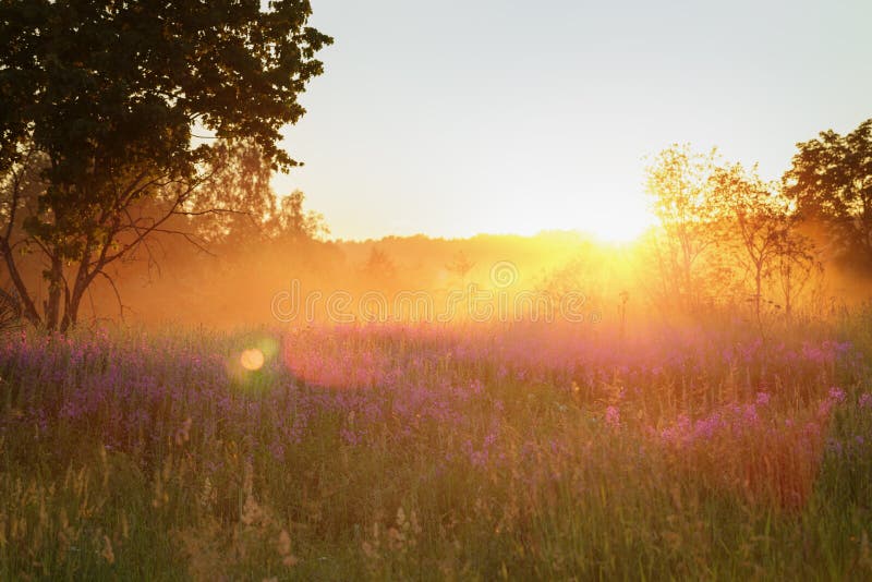 Countryside Meadow in Beautiful Sunset Stock Image - Image of beauty ...
