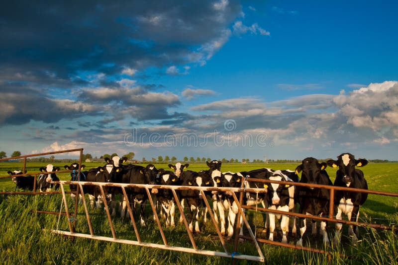 Cows, Blue Sky and Green Field Stock Photo - Image of agricultural ...