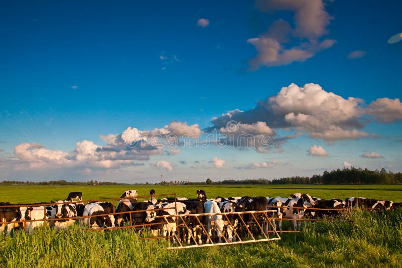 Countryside with Meadow and Cows Stock Photo - Image of evening, cloud ...