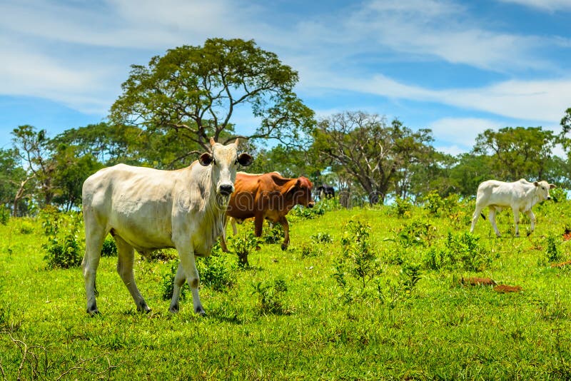A Herd of Cattle in a Pasture in Brazil Stock Photo - Image of ...