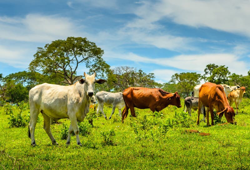 A Herd of Cattle in a Pasture in Brazil Stock Photo - Image of america ...
