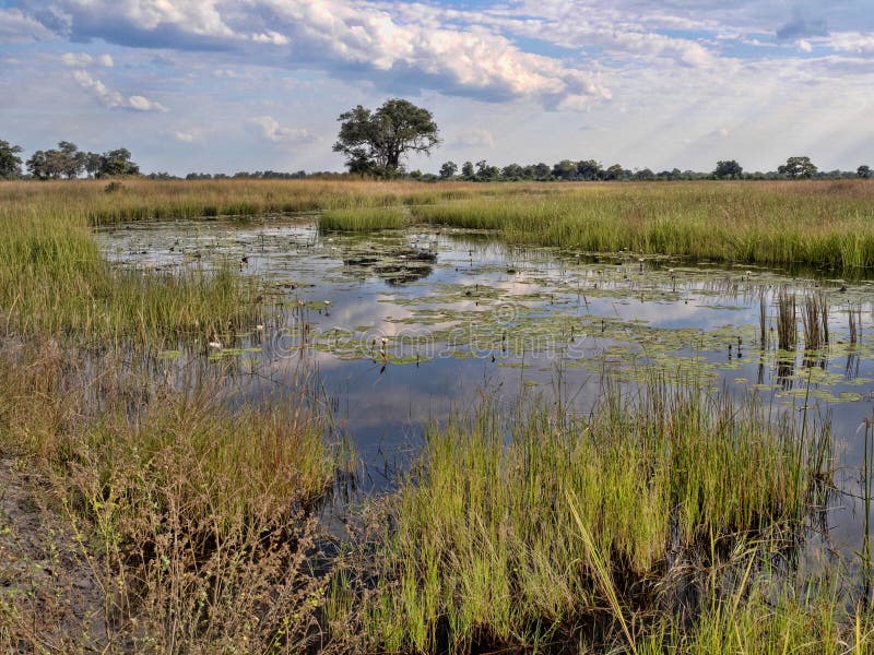 Countryside Moremi National Park, Namibia Stock Image - Image of trees ...