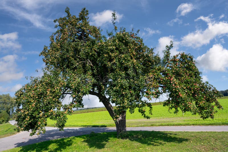 Countryside with an Old Apple Tree Stock Photo - Image of landscape ...