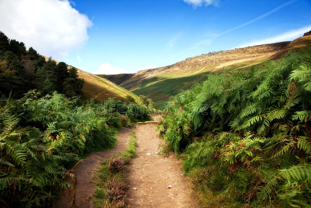 Countryside Path of Bracken Stock Image - Image of sunny, view: 27030055