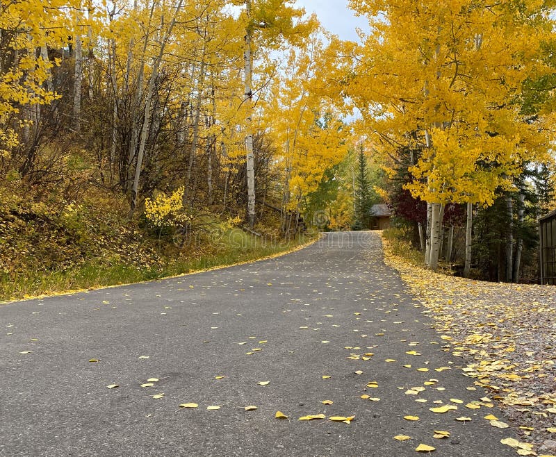 A Countryside Path Covered by Fall Foliage Stock Photo - Image of ...