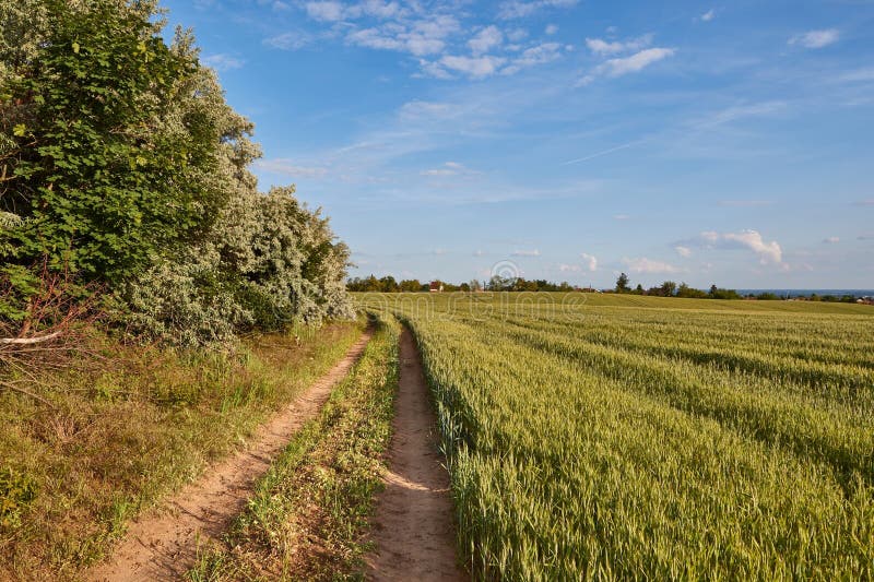Green Field with Trees stock image. Image of grow, nature - 279827699