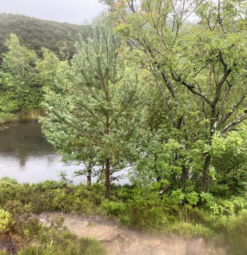 Countryside Pathway Overlooking a Lake Stock Photo - Image of overgrown ...