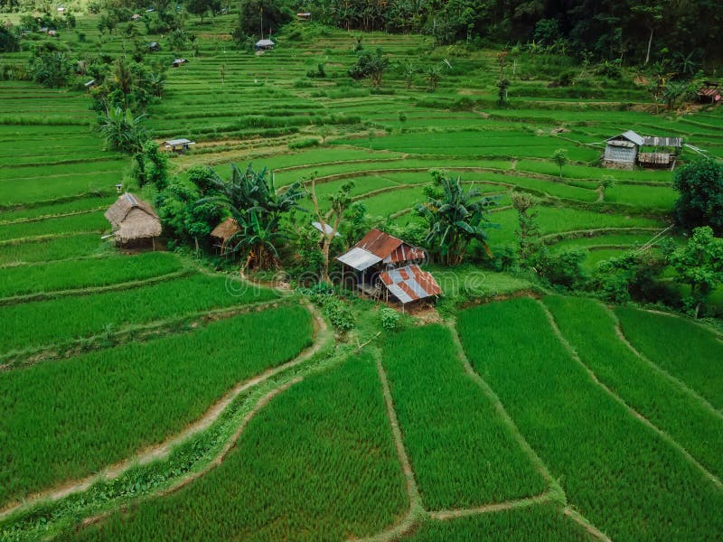 Countryside with Rice Fields in Tropical Bali Island. Aerial View Stock ...