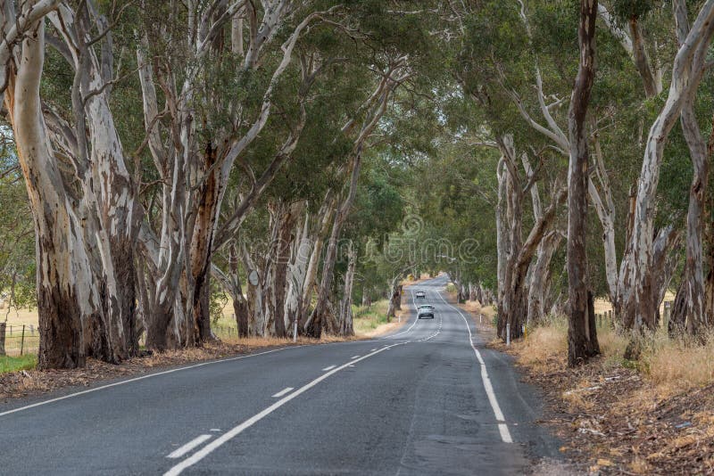 Countryside Road with Eucalyptus Trees. Long Rural Road in Countryside ...
