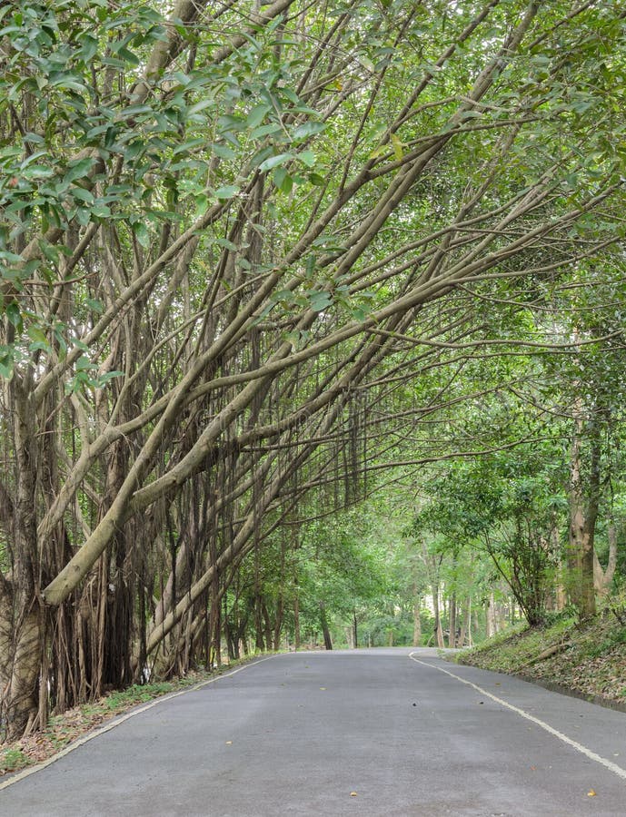 Countryside Road with Trees Stock Image - Image of countryside, nature ...