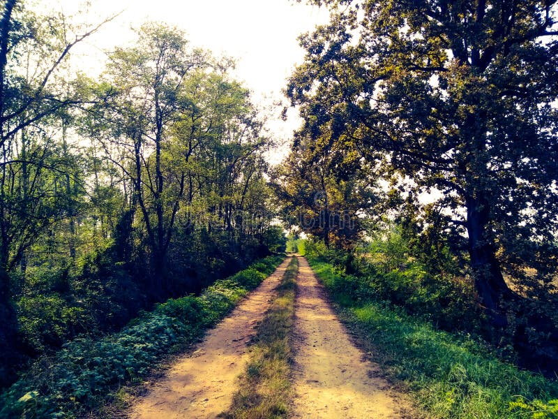Countryside Rural Forest Path. Scenic View of Trail Receding through ...