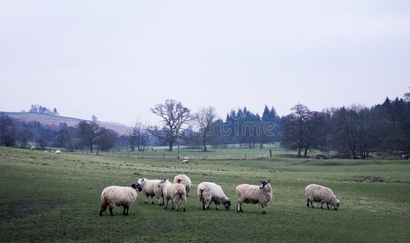 Countryside with sheep stock image. Image of farming - 88781677