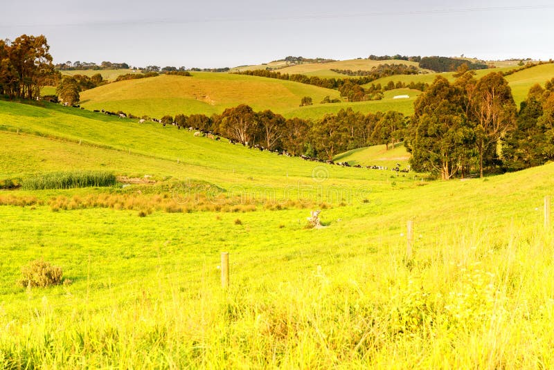 Countryside of Southern Victoria, Australia Stock Image - Image of ...