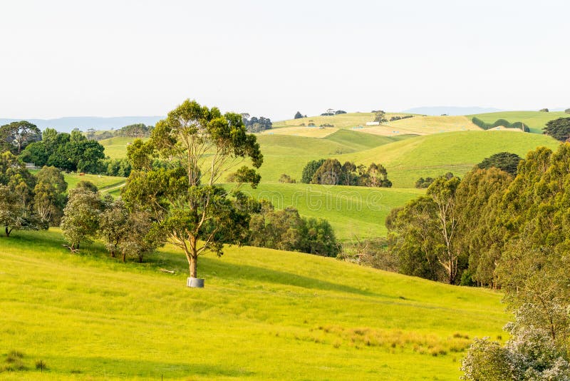 Countryside of Southern Victoria, Australia Stock Image - Image of ...