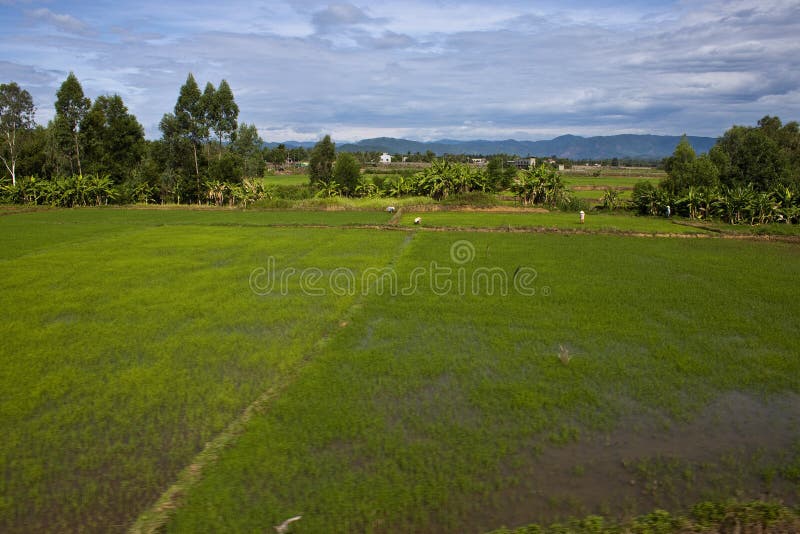 Countryside in Southern Vietnam Stock Photo - Image of crop, southeast ...