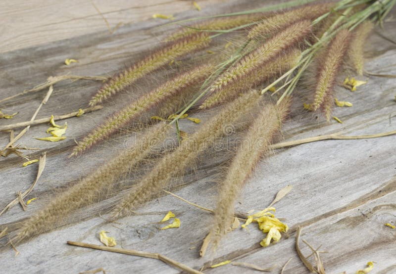 Countryside,Still Life Grass Stock Photo - Image of brightly, morning ...
