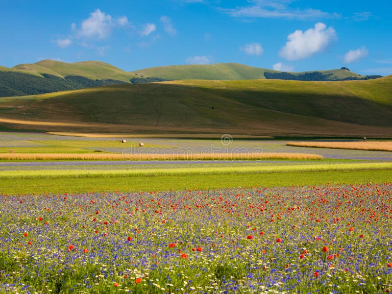 Countryside in Summer with Fields of Wild Flowers Stock Photo - Image ...