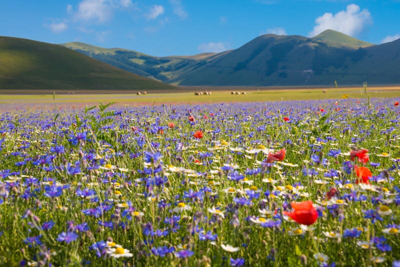 Countryside in Summer with Fields of Wild Flowers Stock Image - Image ...