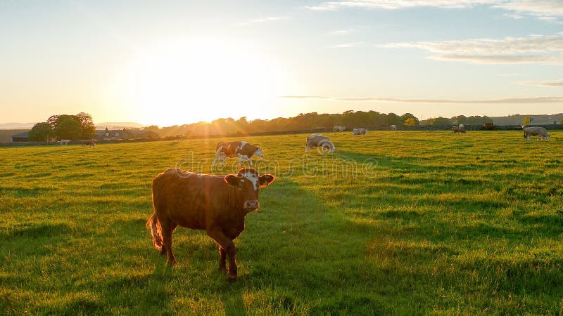 Countryside sunset stock image. Image of farmland, eyes - 55342103