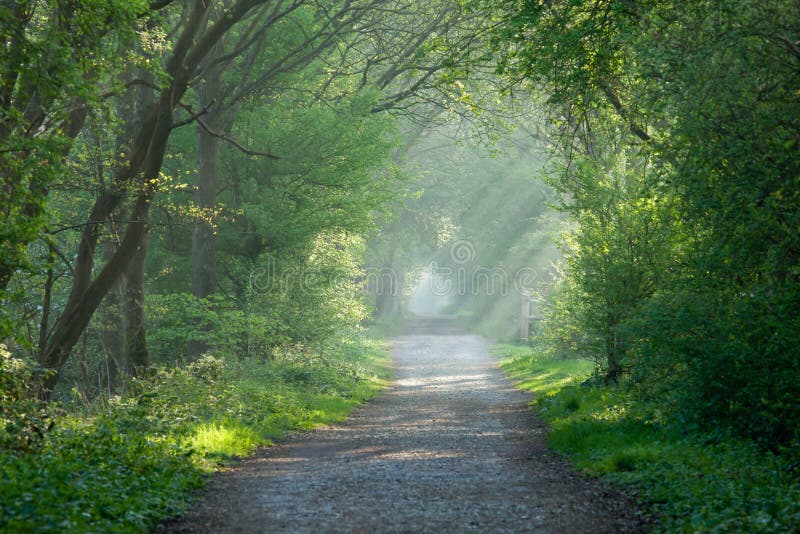 Spring Forest Path with Morning Sunbeams Stock Image - Image of dawn ...