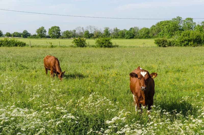 Countryside Tranquil Scene with Two Young Cows Stock Image - Image of ...