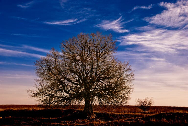 Countryside tree stock image. Image of dramatic, tree - 11985799