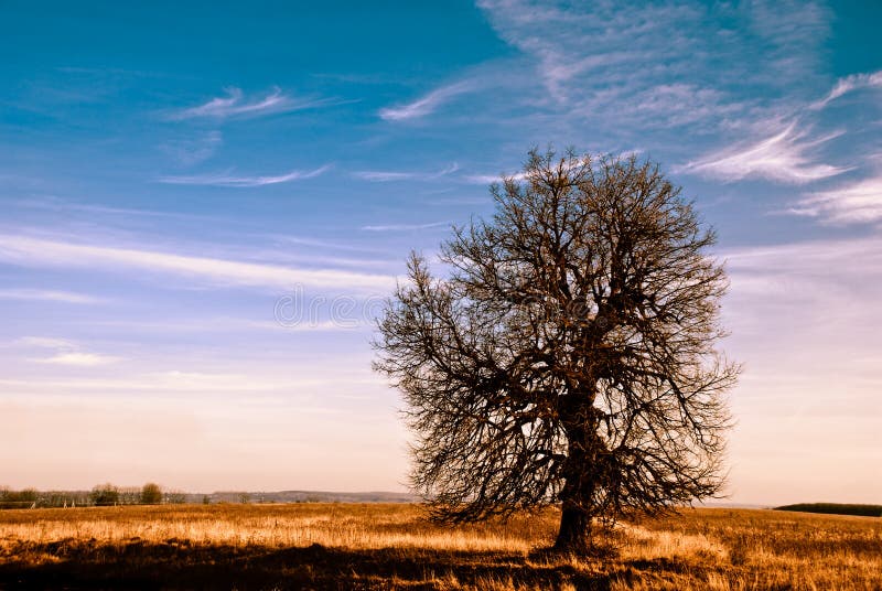 Countryside tree stock photo. Image of dramatic, landscape - 11986016