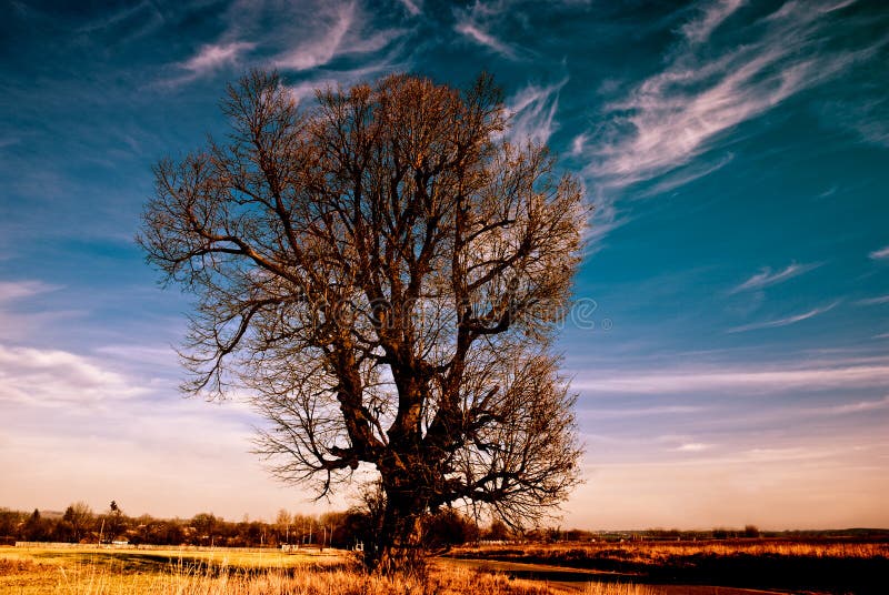 Countryside tree stock photo. Image of grass, landscape - 11986384