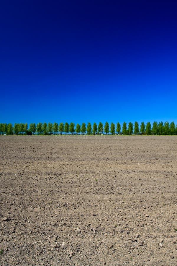 Trees of the ground stock photo. Image of light, ground - 98093438