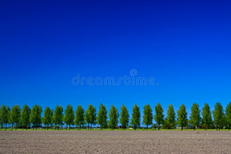 Trees of the ground stock photo. Image of light, ground - 98093438