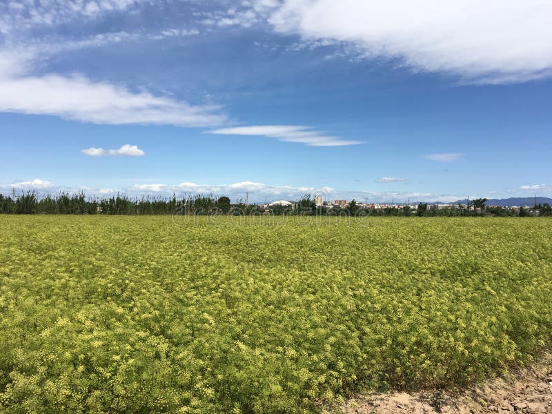 Countryside of Valencia stock photo. Image of landscape - 73826518