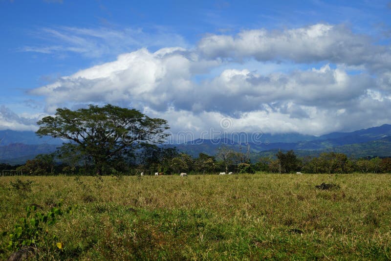 Countryside View with Clouds, Mountains, Tropical Vegetation and Cattle ...