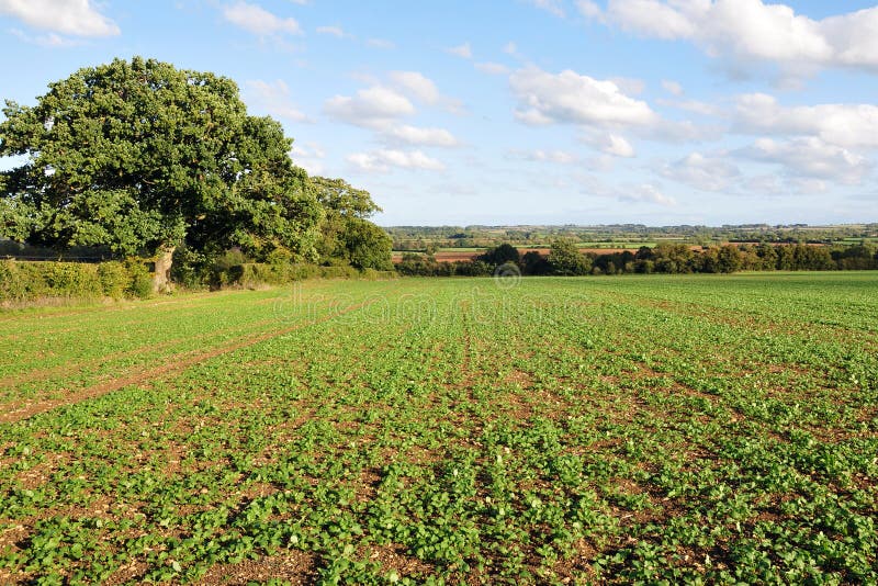 Countryside View of English Farmland Stock Photo - Image of environment ...