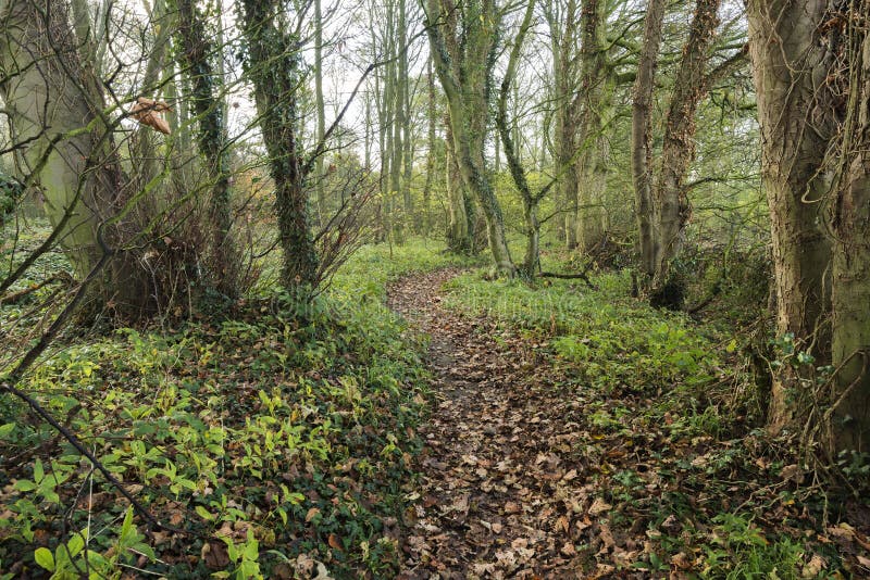 Countryside walk stock photo. Image of trunks, wood, landscape - 87283856