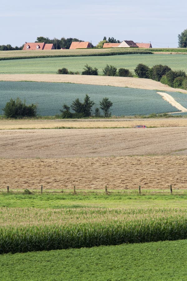 Countryside stock photo. Image of summer, potatoes, crop - 43667962