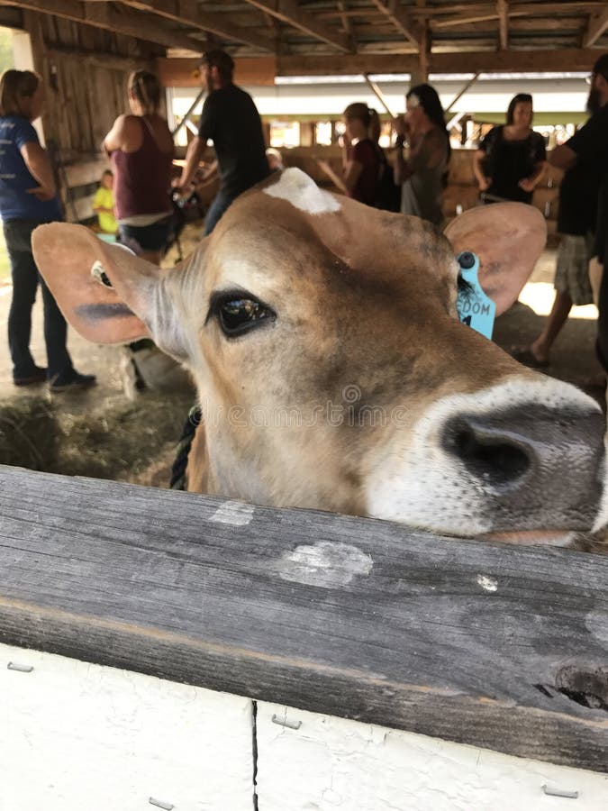 County fair stock photo. Image of barn, fair, county - 101336714