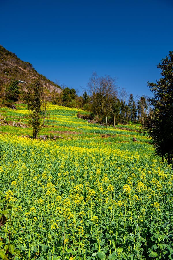 The County Luoping in Eastern Yunnan is Noted for Beautiful Scenery in ...