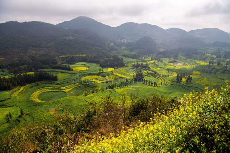 The County of Luoping in Eastern Yunnan is Noted for Its Beautiful ...