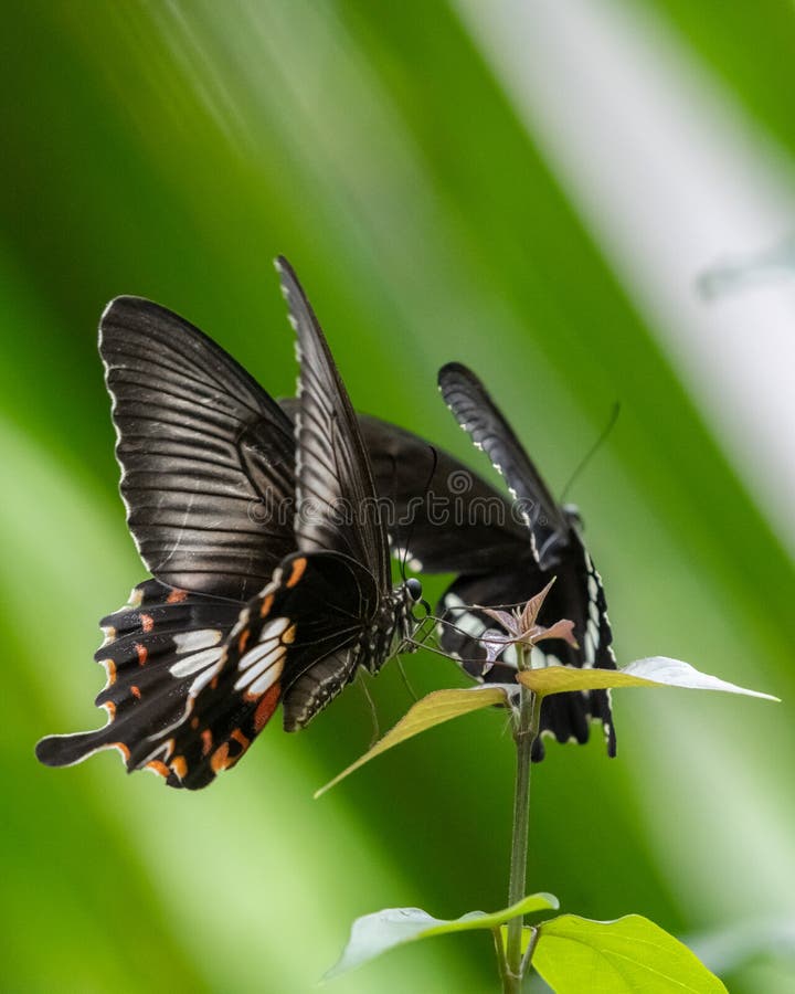 Coupe of Common Mormon Butterflies Flying Around the Leaves Stock Photo ...