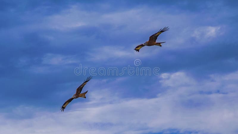 Coupe of Falcons Flying in the Sky Stock Image - Image of wing, sport ...