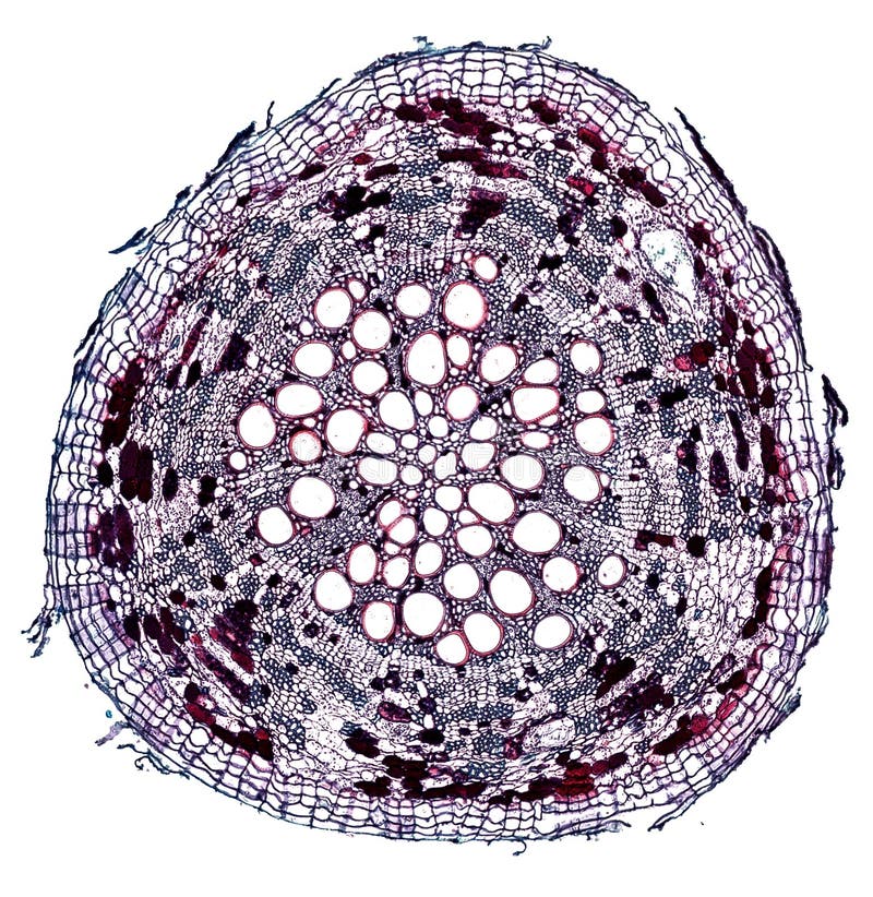 Coupe Microscopique De Section Transversale De Mousse Sous Le ...