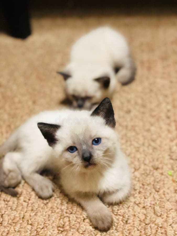 Couple of Adorable Siamese Breed Cats Resting on the Carpet Stock Image ...