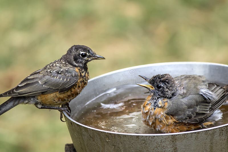 One Robin Chirps at Another. Stock Photo - Image of bathing, rest: 99831706