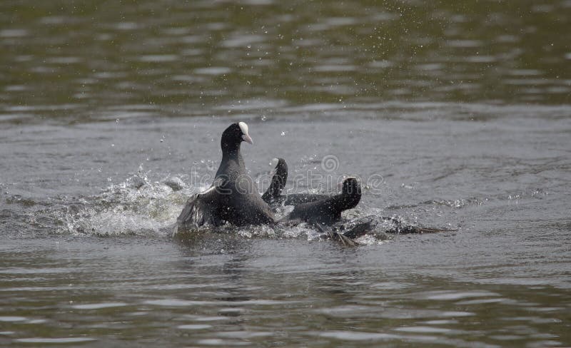 Couple of Australian Coots Having Fun in the Water Stock Image - Image ...