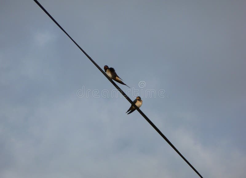 Couple of Barn Swallows on a Wire Stock Photo - Image of white, rustica ...