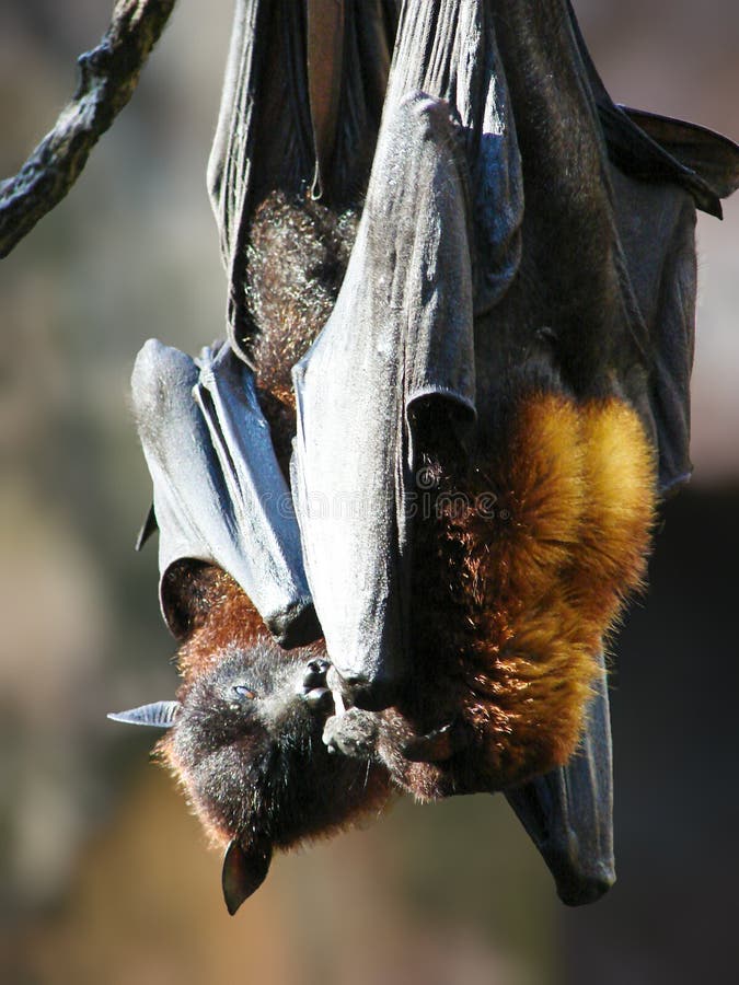 Couple of bats hanging out stock image. Image of flight - 7862727