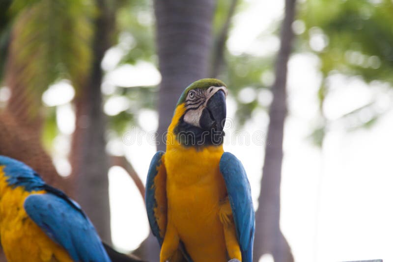 Couple of Beautiful Parrots Stock Photo - Image of feather, animals ...