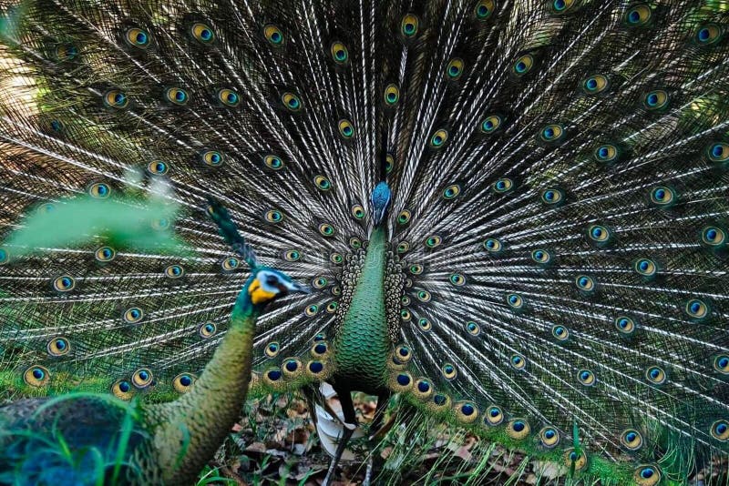 Couple of Beautiful Peacocks Stock Photo - Image of coast, vacation ...