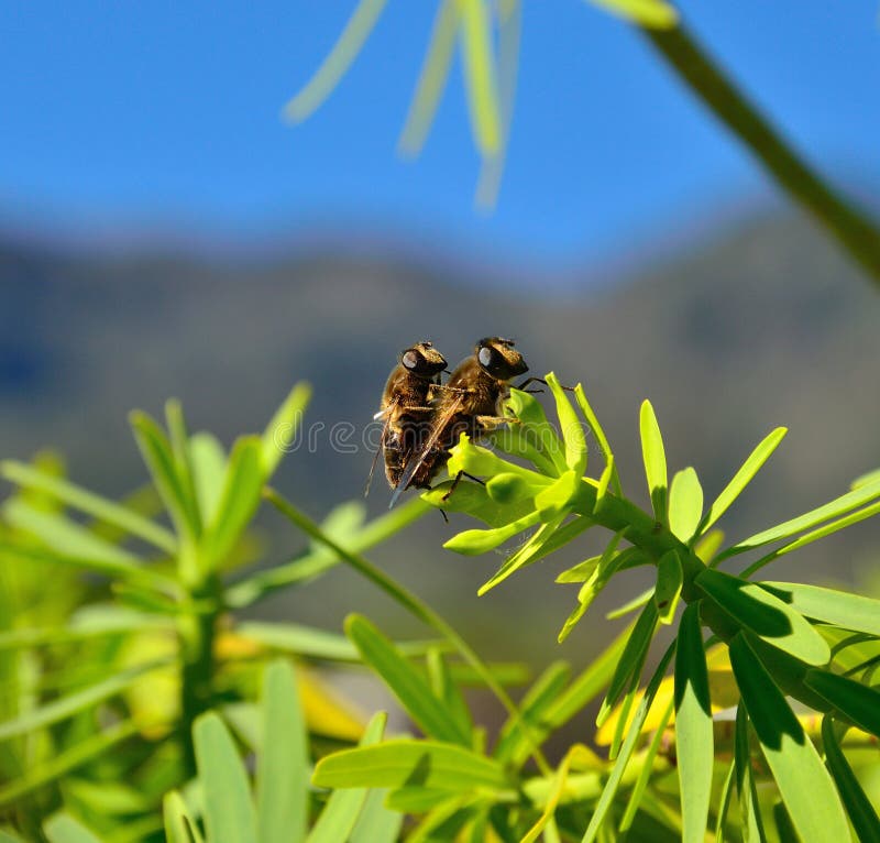 Couple of Bees Mating on Euphorbia Lamarckii Stock Image - Image of ...